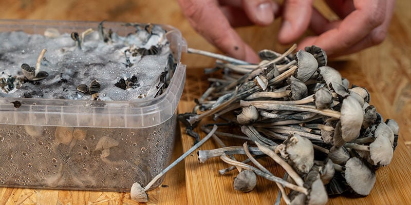 What Is Panaeolus Cyanescens? - Zamnesia